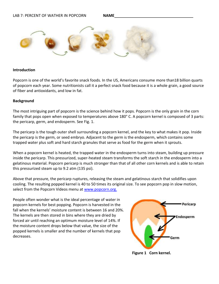 Popcorn Water Content Lab: Chemistry Experiment