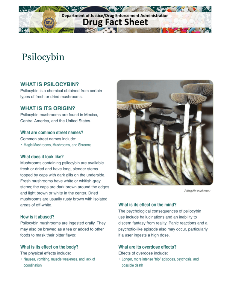 Psilocybin Drug Facts: Effects, Risks, and Legal Status