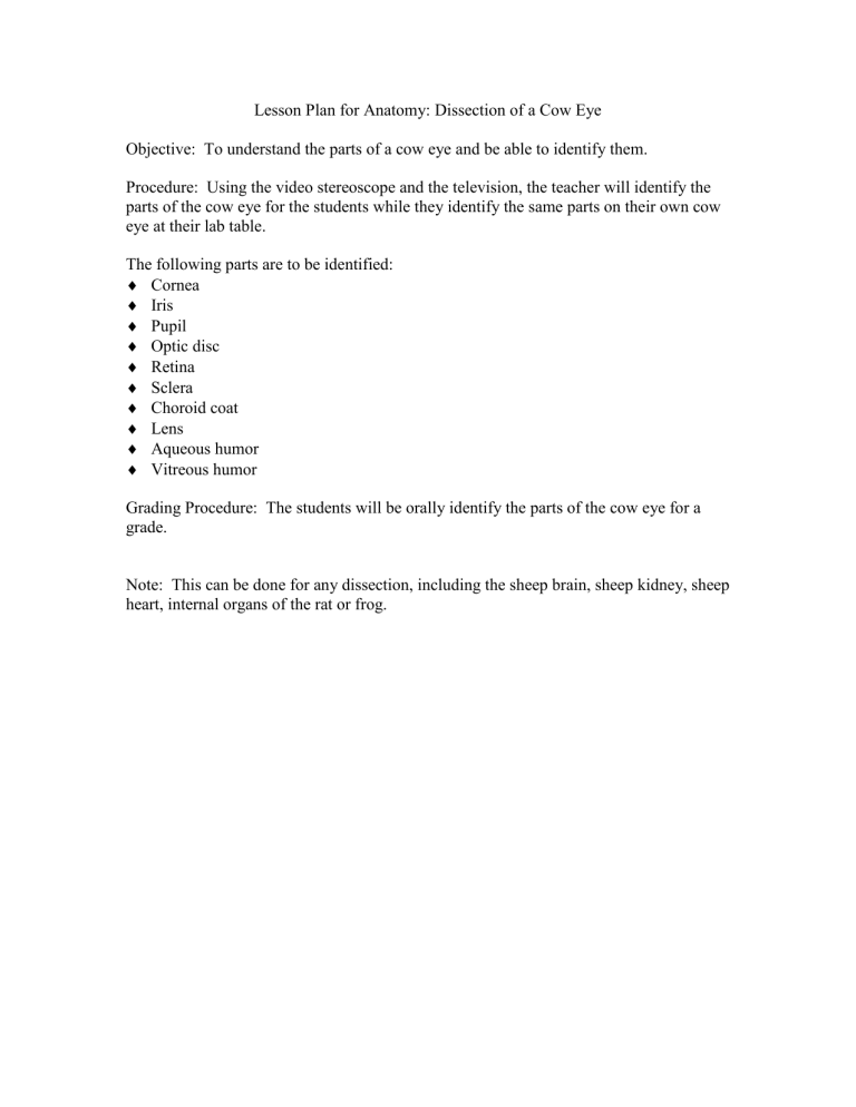 Cow Eye Dissection Lesson Plan