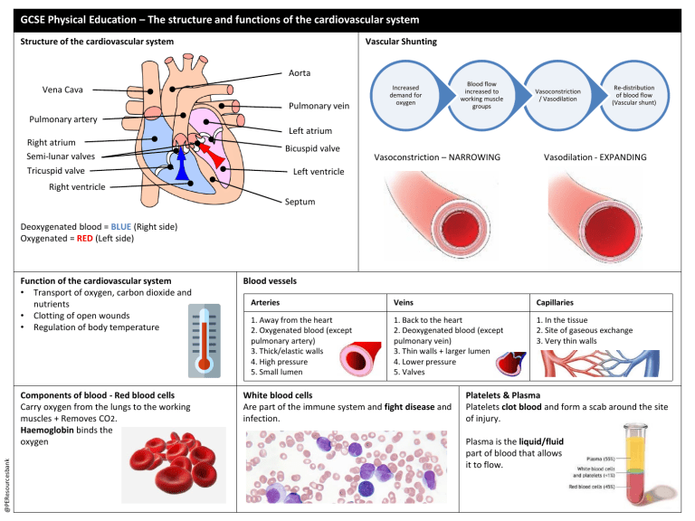 Cardiovascular System Worksheet