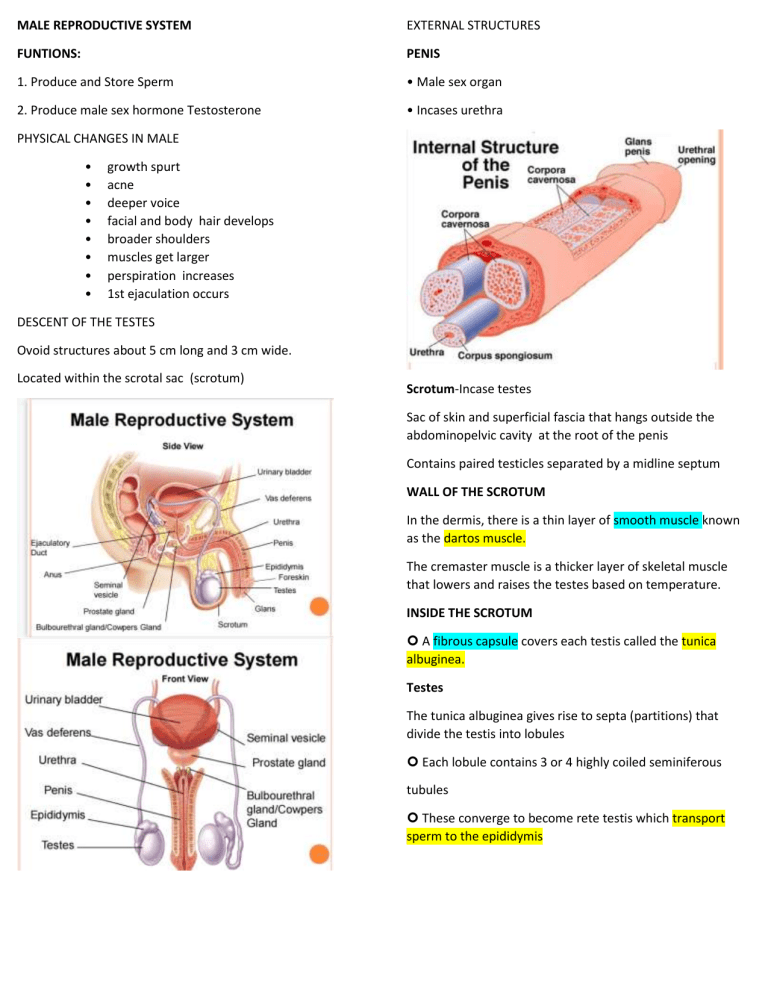 Male Reproductive System: Anatomy & Function