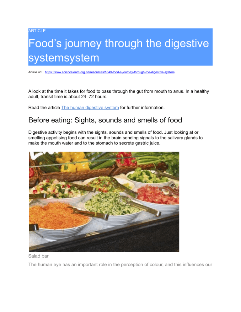 Food's Digestive Journey: A Detailed Guide