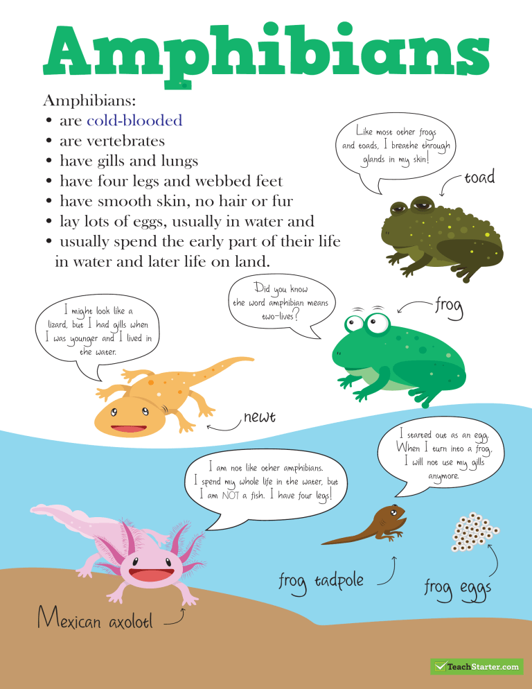 Amphibian Characteristics: Informational Text