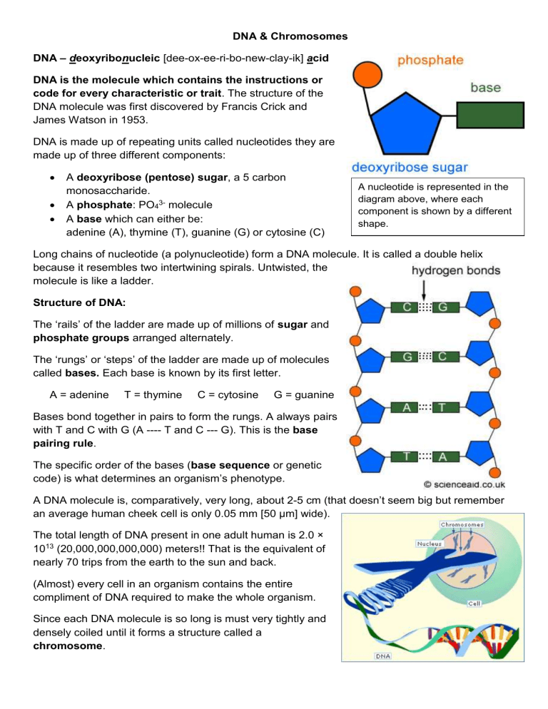 DNA & Chromosomes: Structure, Genes, Alleles