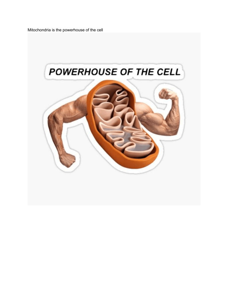 Mitochondria: Powerhouse of the Cell