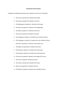 Anatomical & Directional Terms Worksheet - A&P Quiz