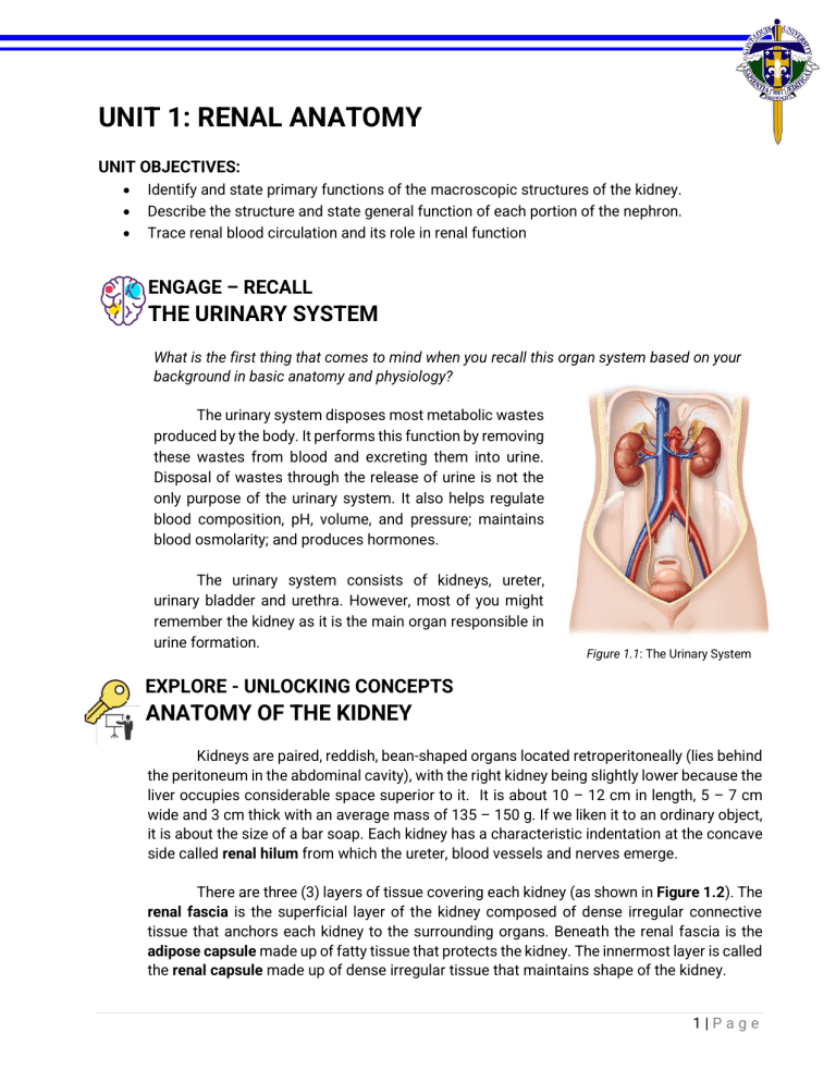 Renal Anatomy: Kidney Structure and Function