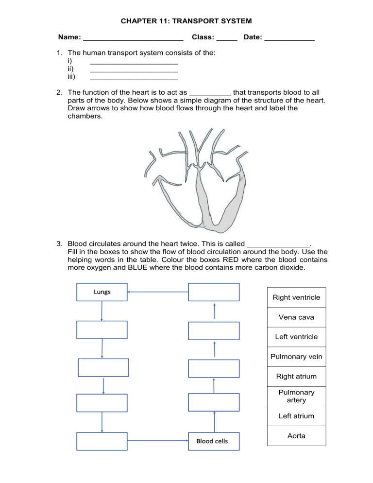 Human Transport System Worksheet