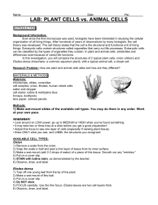 Plant vs. Animal Cell Lab Worksheet: Microscopy & Cell Structure