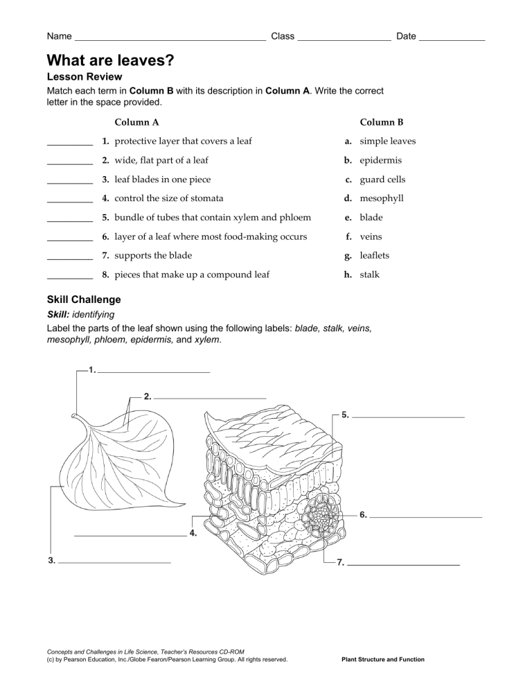 Leaf Structure and Function Worksheet