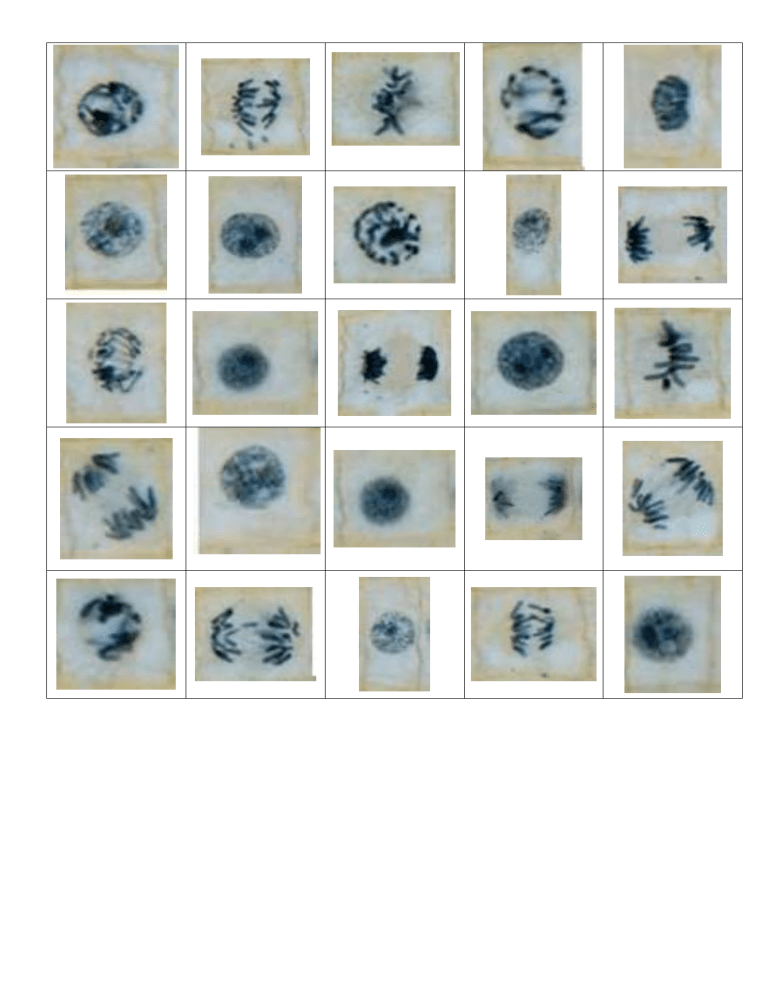 Mitosis Stages Answer Key