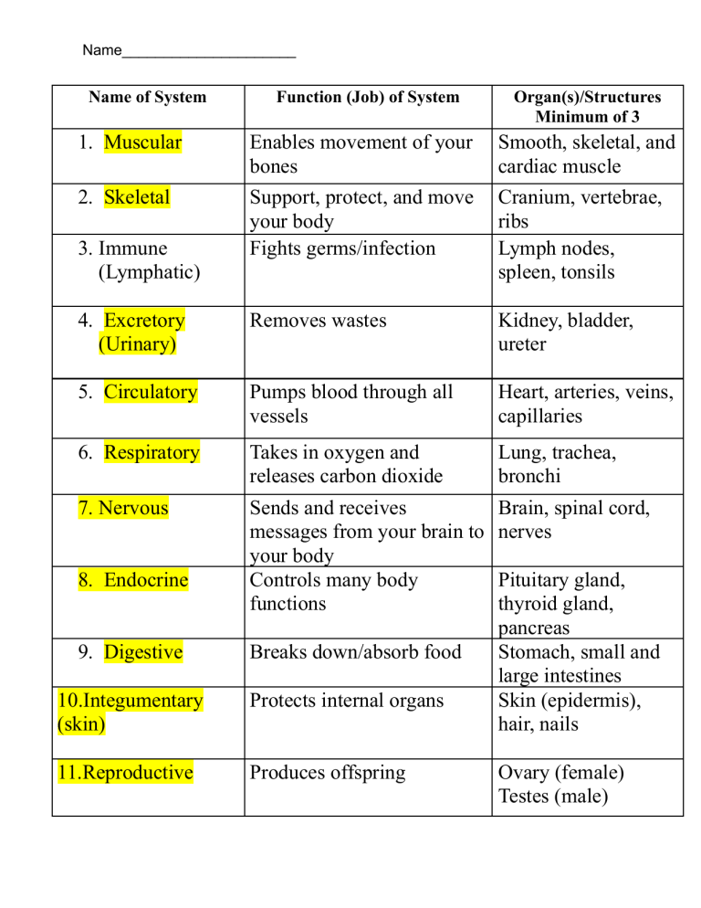 Human Body Systems Worksheet