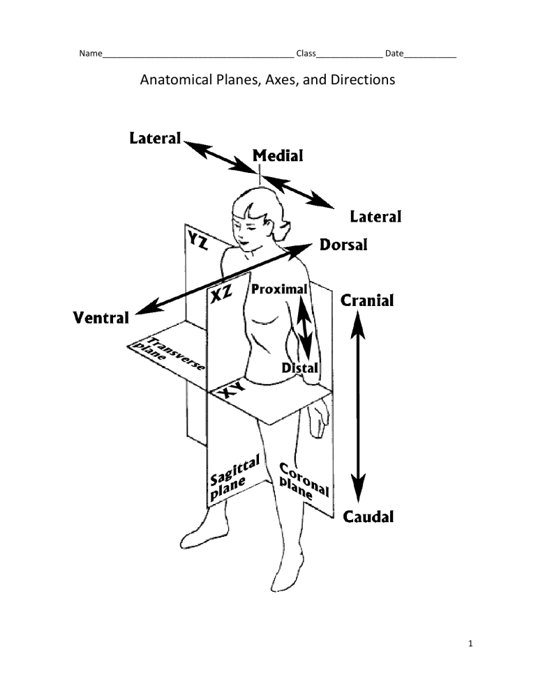 Anatomical Planes, Axes, and Directions Worksheet