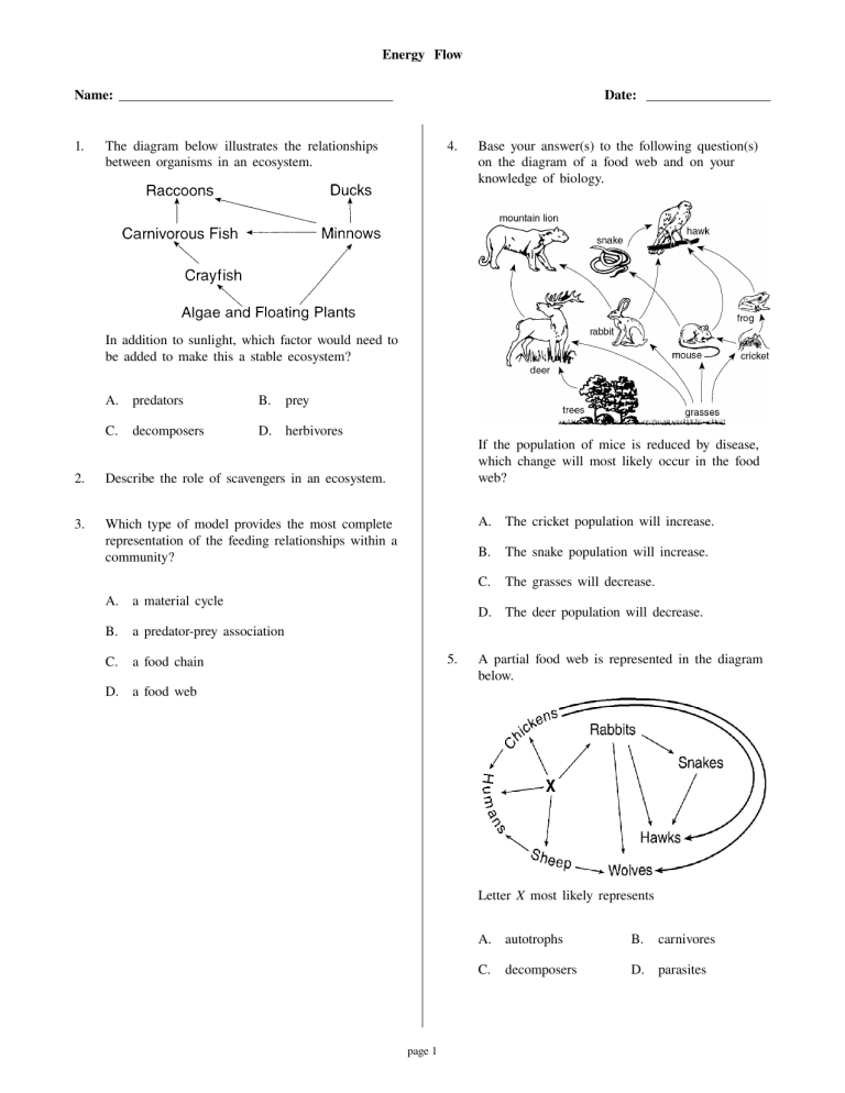 Energy Flow Worksheet: Food Webs & Ecosystems
