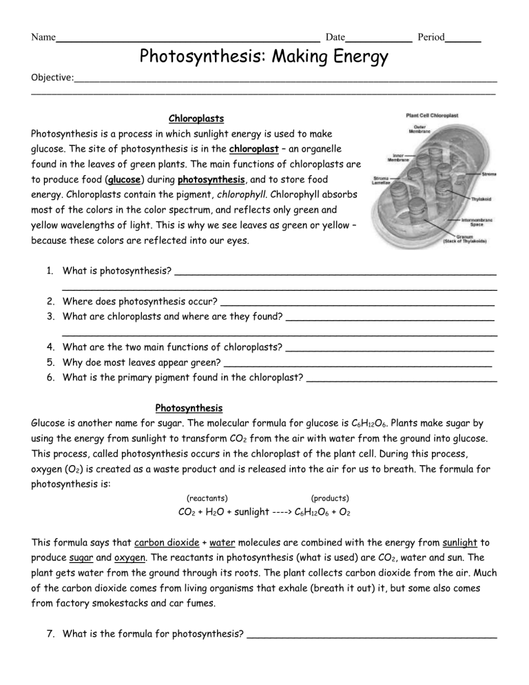 Photosynthesis & Cellular Respiration Worksheet