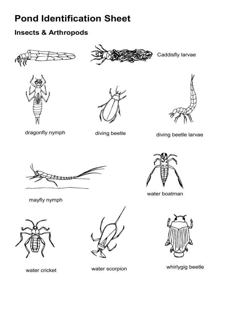Pond Life Identification Guide & Lab Activity